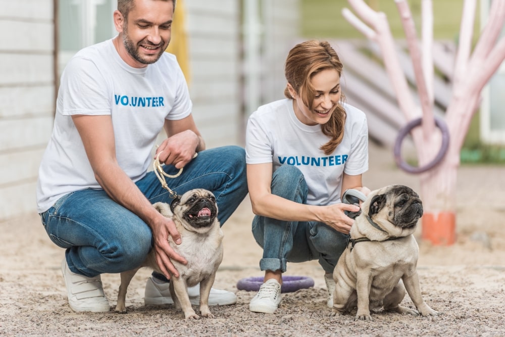Volunteer at Animal Shelters: A Guide to Making a Difference