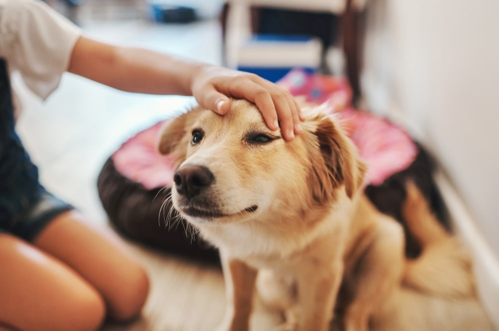 Medical Emergency: Head Pressing Could Be Fatal to Your Dog | The Munch ...