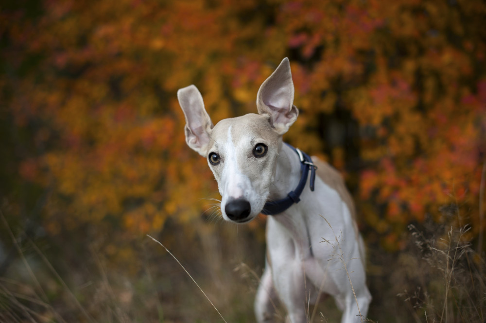 Top Quietest Dog Breeds for Peaceful Homes