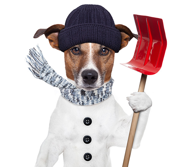 Top 10 Reasons Why Dogs Dig: Understanding Your Pet's Behavior