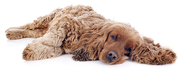 Medical Emergency: Head Pressing Could Be Fatal to Your Dog | The Munch ...