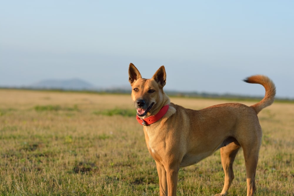 10 Rare Dog Breeds You Didn't Know About | The Munch Zone