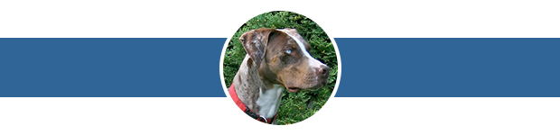 10 Rare Dog Breeds You Didn't Know About | The Munch Zone
