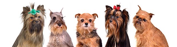 10 Miniature Dog Breeds | The Munch Zone