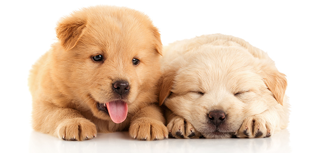 The Ultimate New Puppy Checklist for a Smooth Transition