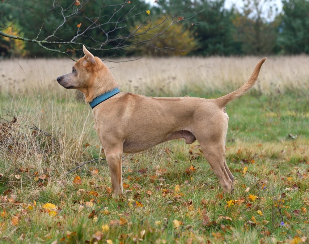 10 Rare Dog Breeds You Didn't Know About | The Munch Zone