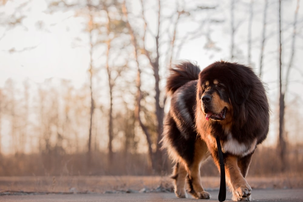 Top 10 Most Expensive Dog Breeds - Costs & Care Insights