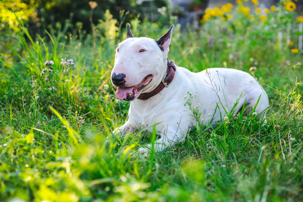 Aliens With 4 Legs: 10 Weirdest Looking Dog Breeds | The Munch Zone