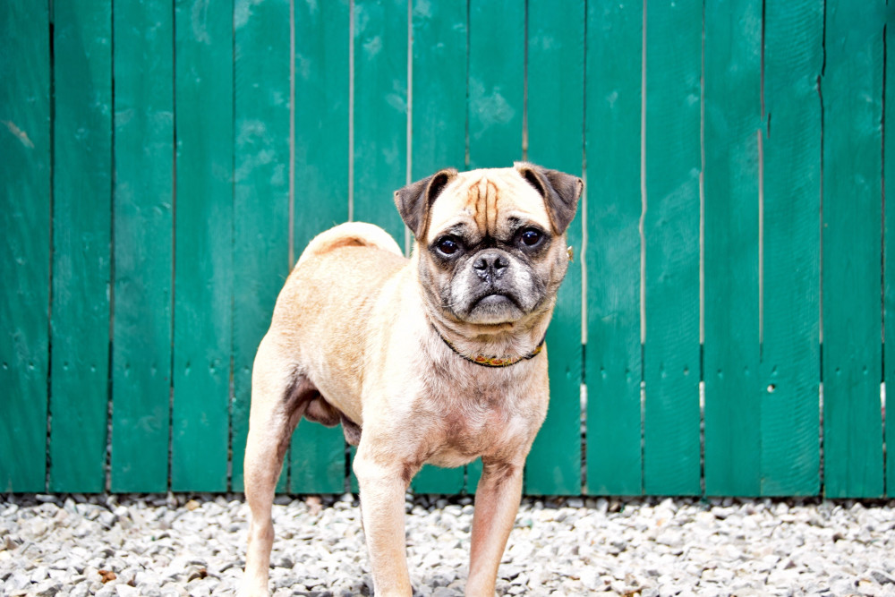 Top Indoor Dogs for Apartment Dwellers | Best Breeds for Small Spaces