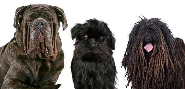 Aliens With 4 Legs: 10 Weirdest Looking Dog Breeds | The Munch Zone