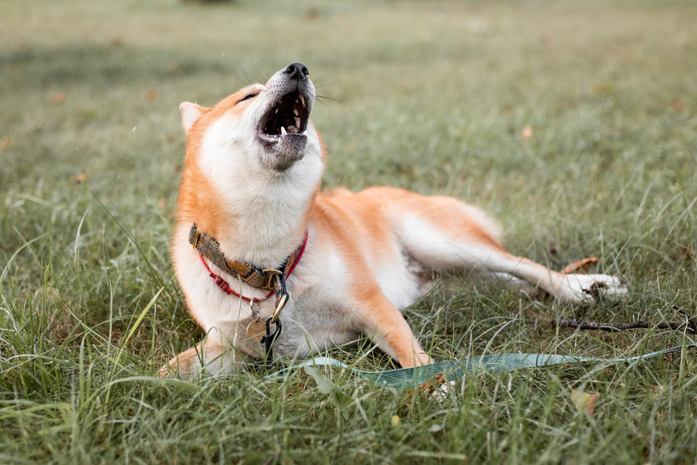 Understanding the Howl: The Reasons Behind Dog Howling