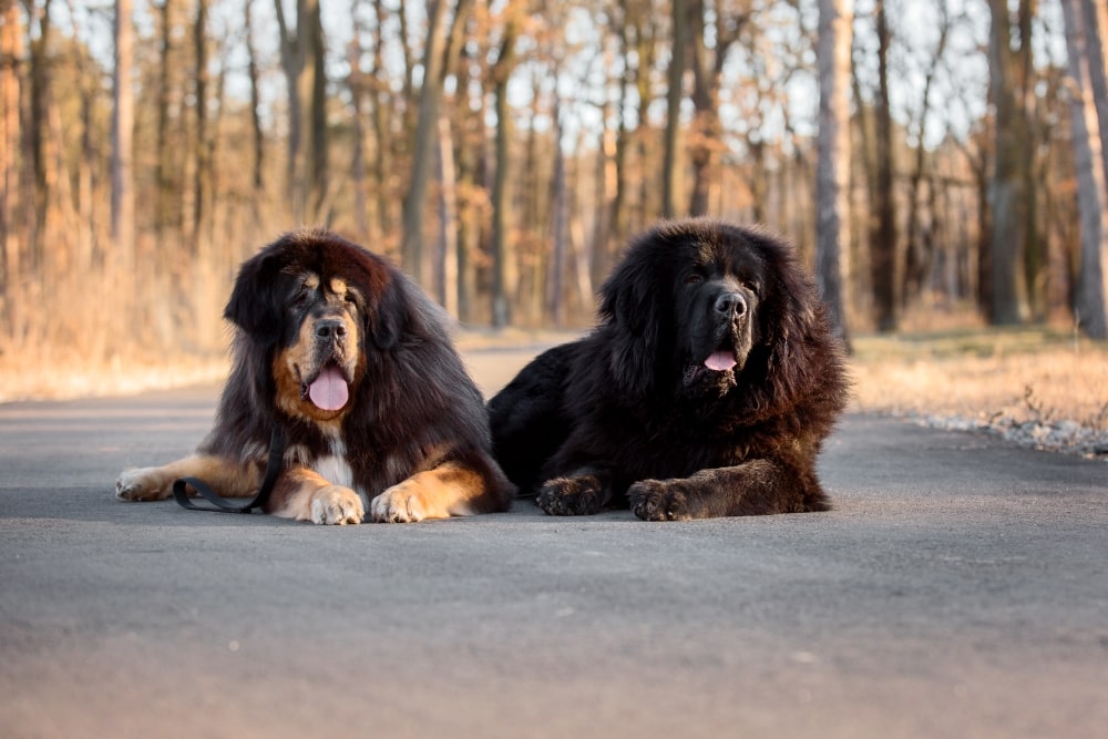 Feisty Friends: Discover the Top 10 Popular Terrier Dog Breeds