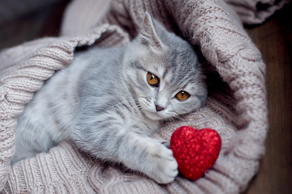 17 segni inconfondibili che il tuo gatto ti adora - Decodifica l'affetto felino