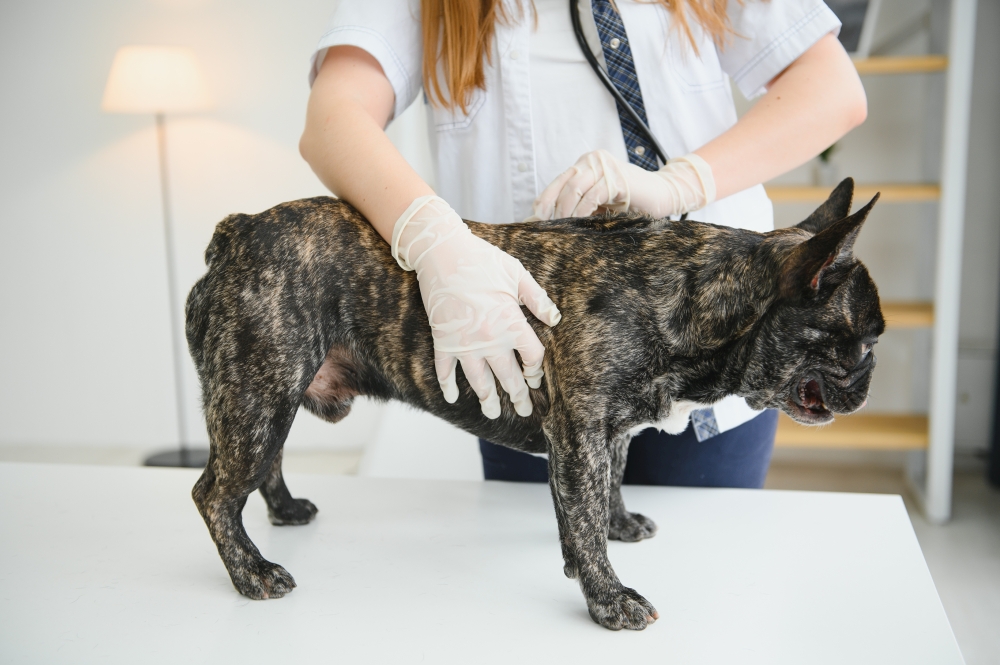 Comprehensive Guide to Understanding and Treating Ringworm in Dogs