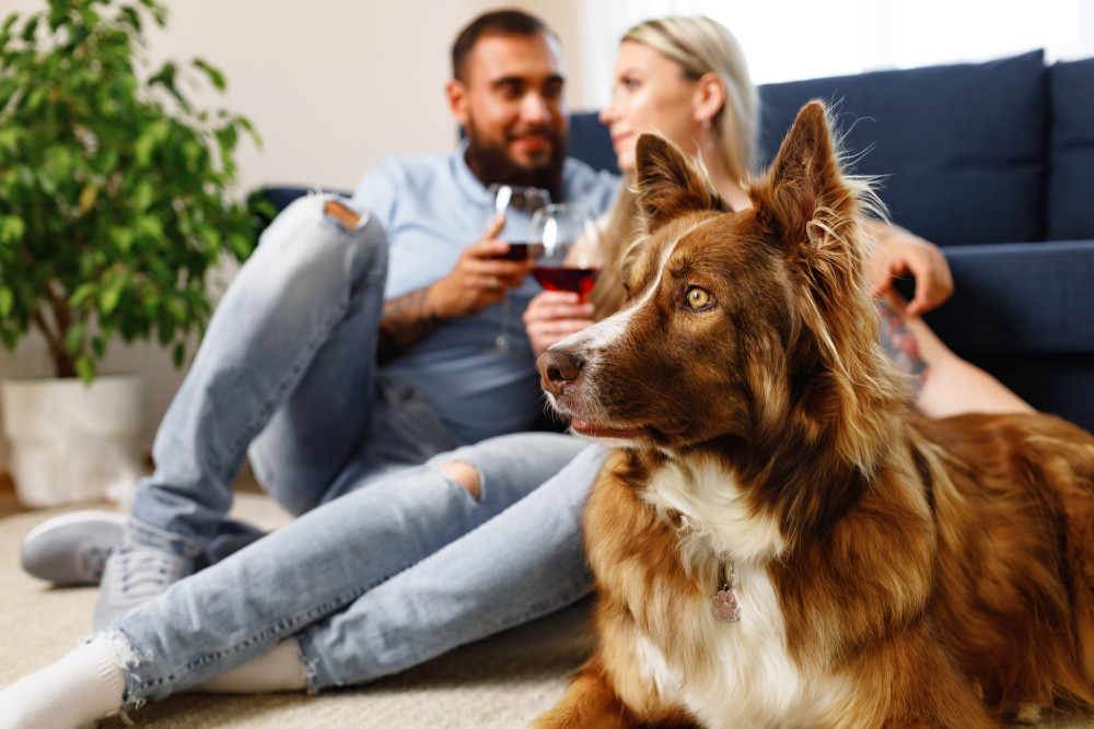 Dogs and Alcohol: The Hidden Dangers and How to Protect Your Pet