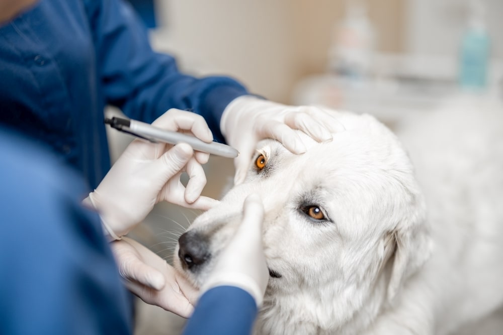 Glaucoma in Dogs: Comprehensive Guide on Causes and Treatments