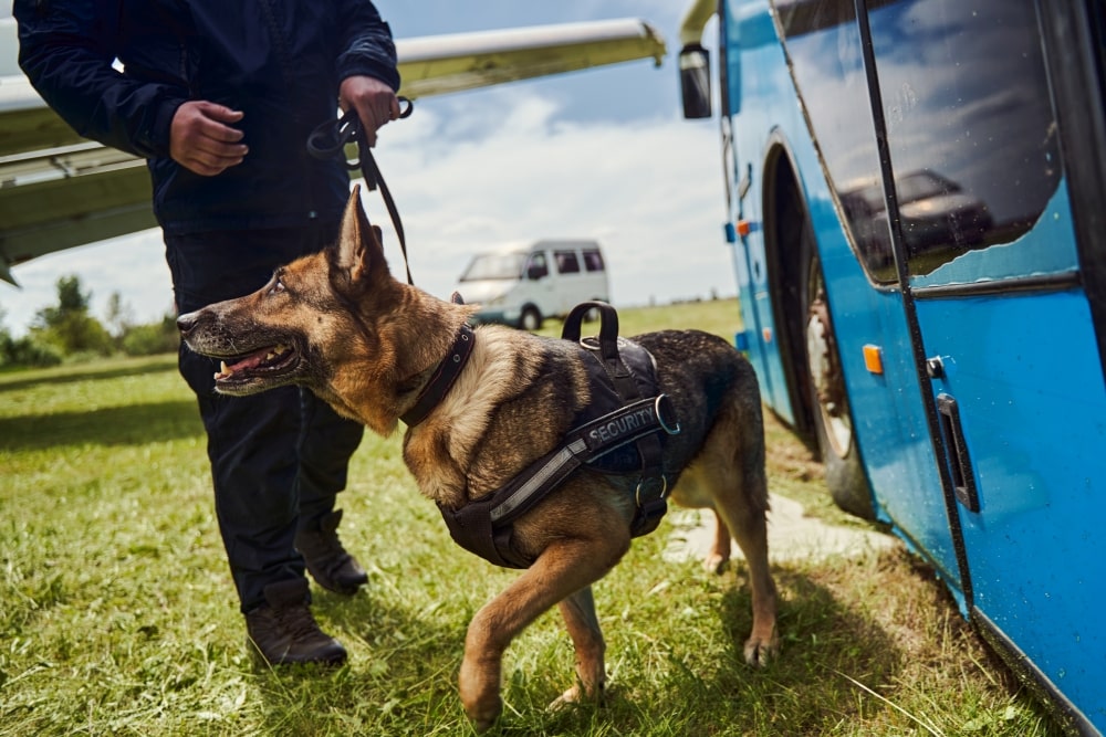 Everything You Wanted to Know About Police Dogs