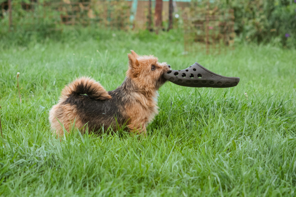 Pica in Dogs: Comprehensive Guide on Causes, Symptoms, and Treatments