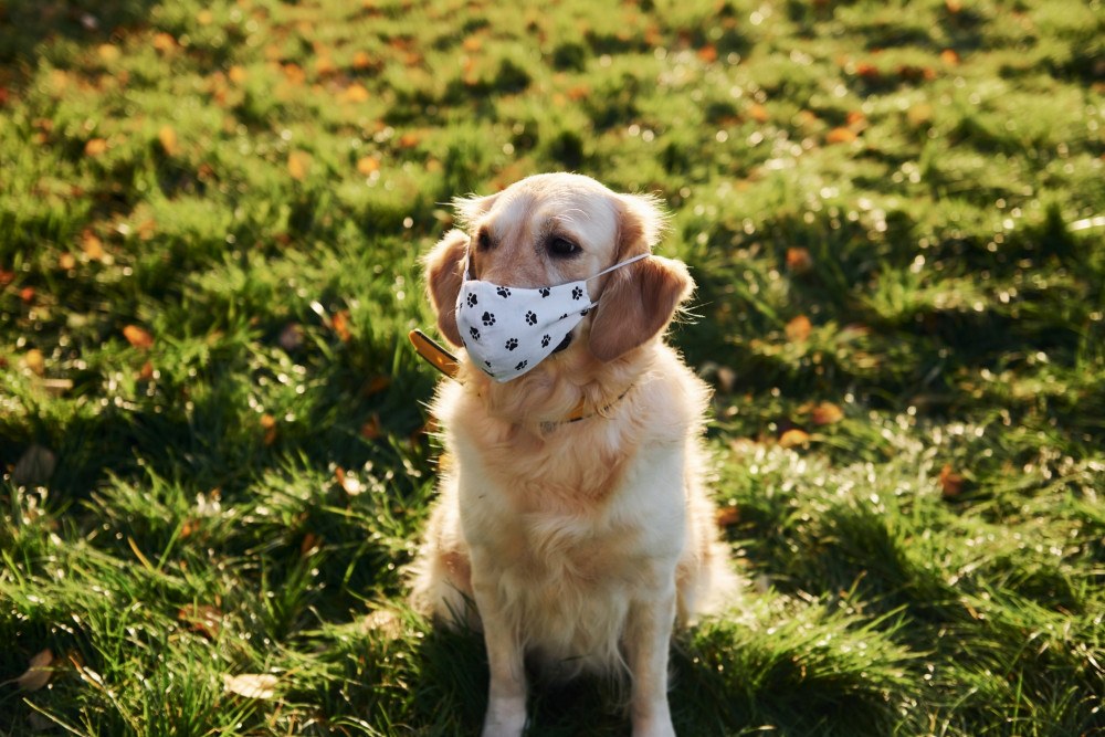 Comprehensive Guide to Understanding and Managing Kennel Cough in Dogs