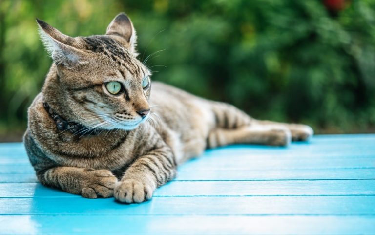 Understanding Cat Diarrhea: Causes, Symptoms, and Treatment