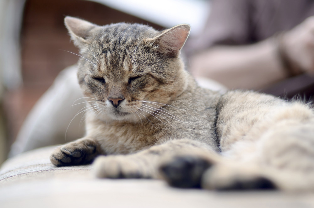 Pancreatitis in Cats: Symptoms, Causes, and Treatments