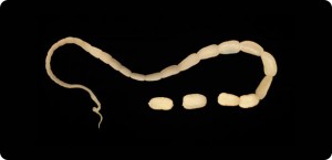 The Most Common Worms in Cats | The Munch Zone