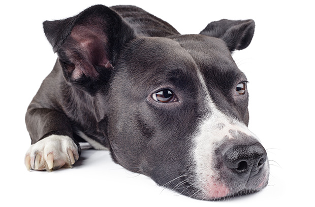 What Are Dog Whiskers For | The Munch Zone