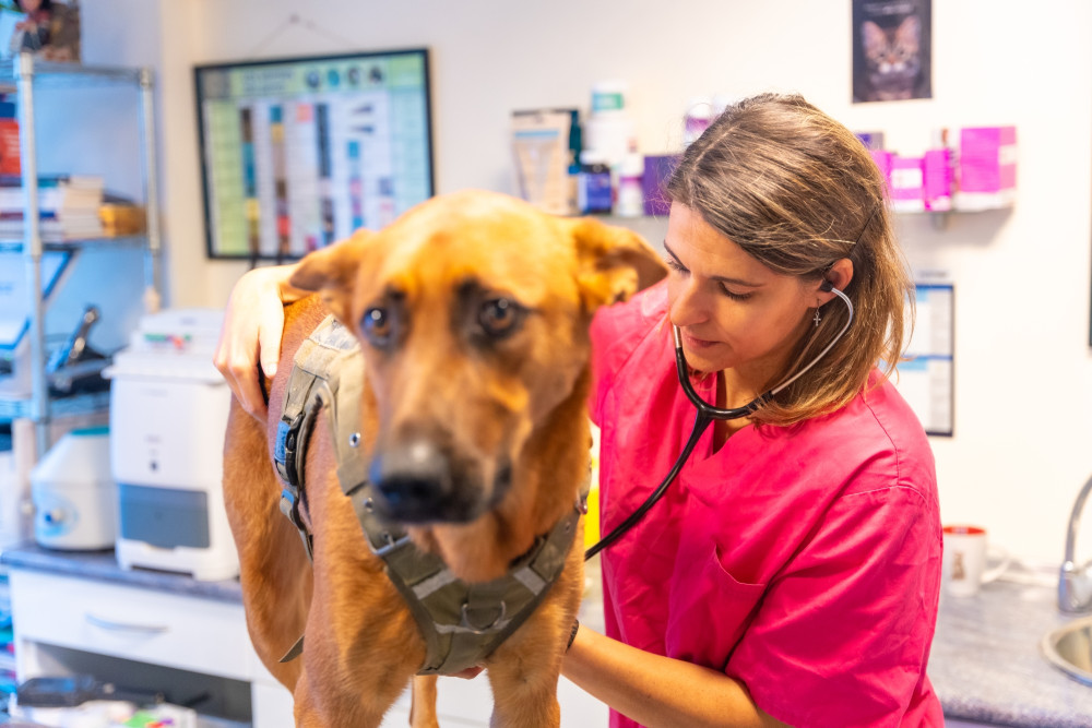 Complete Guide to Dog Spaying: Benefits, Procedure, and Care