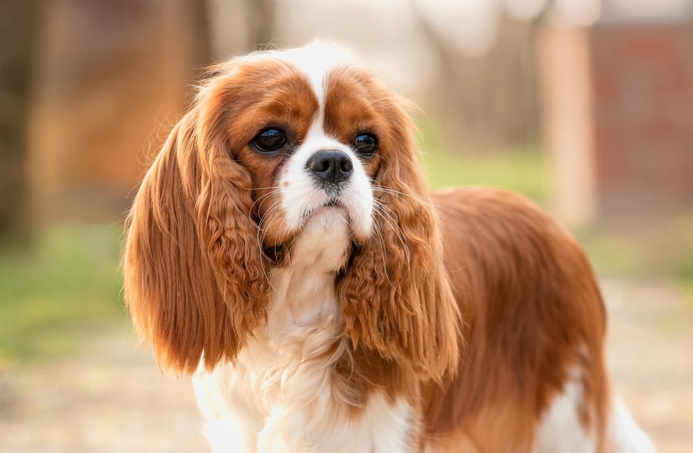 Top Dog Breeds Ideal for First Time Owners
