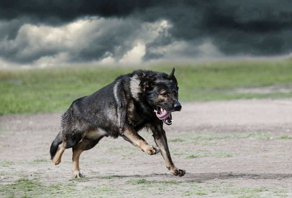 Discover the Top 10 Most Dangerous Dog Breeds