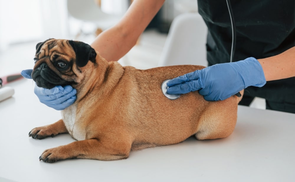 Comprehensive Guide to Yeast Infection in Dogs - Diagnosis and ...