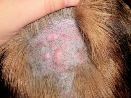 Pyoderma in Dogs - Symptoms, Treatment, and Prevention