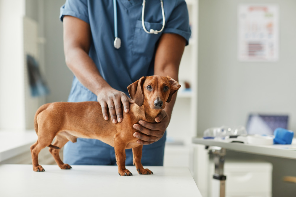 Urinary Tract Infections in Dogs: Comprehensive Guide on Symptoms ...
