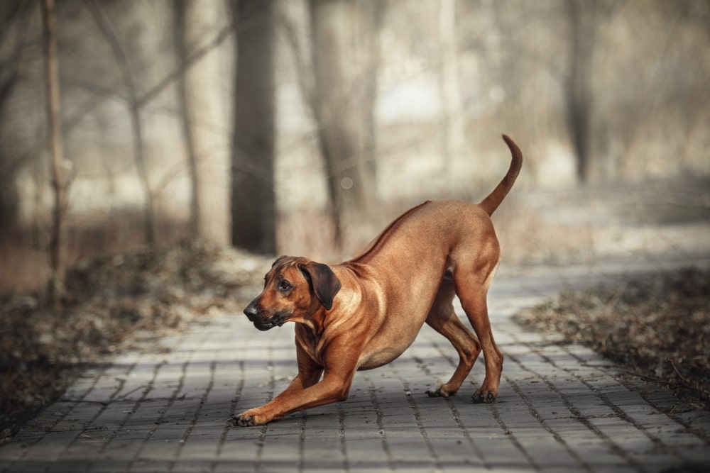 Top 10 Guard Dog Breeds: Best Protectors for Your Home