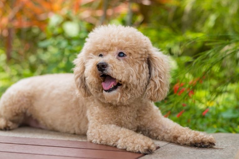 Top 10 Miniature Dog Breeds That Make Perfect Apartment Pets