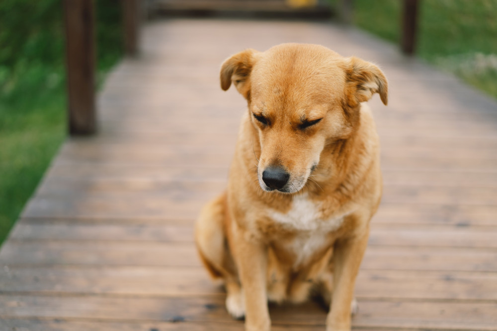Understanding Autism in Dogs - Key Signs and Symptoms for Pet Owners
