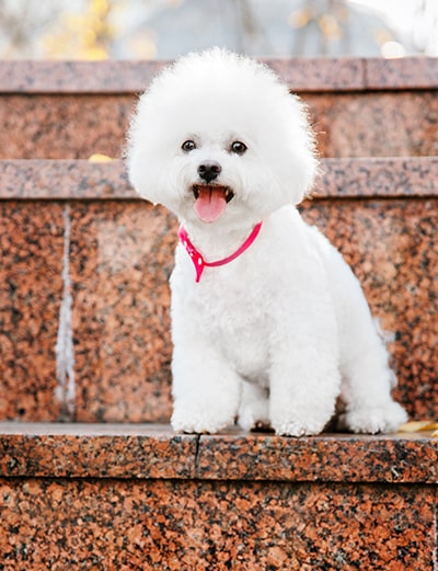 Dog Bios for Pet Profiles - Creative Examples and Tips