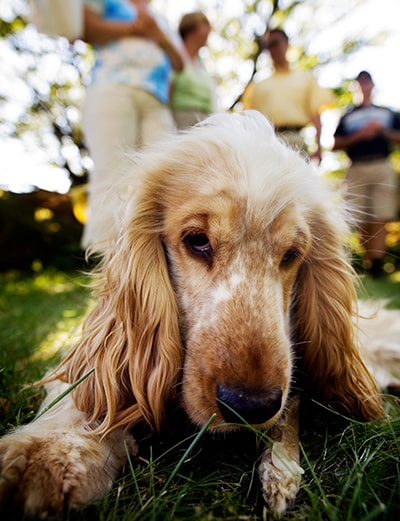 Dog Bios for Pet Profiles - Creative Examples and Tips