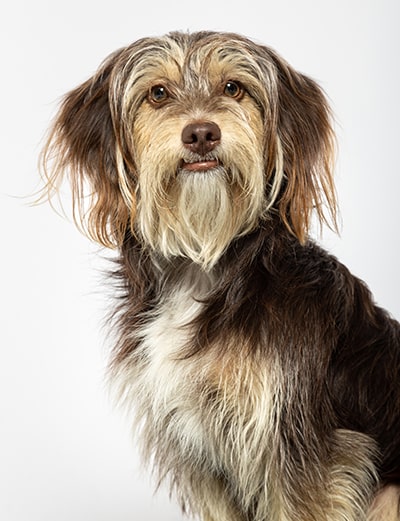 Dog Bios for Pet Profiles - Creative Examples and Tips