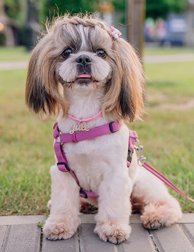 Dog Bios for Pet Profiles - Creative Examples and Tips