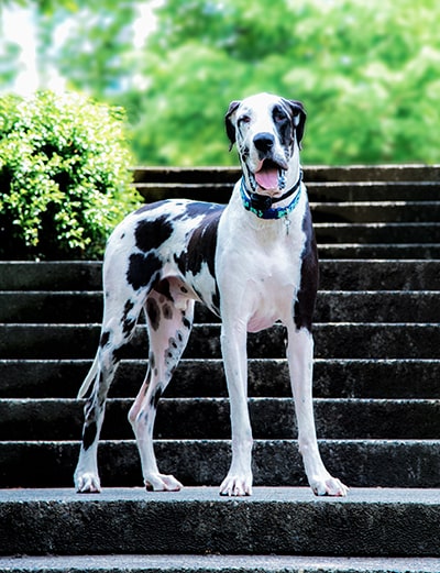 Dog Bios for Pet Profiles - Creative Examples and Tips