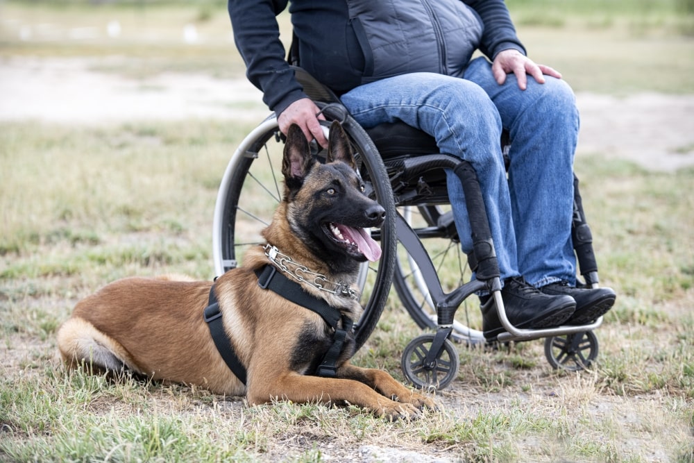 The Origin of the Modern Dog: From Wolves to Man's Best Friend