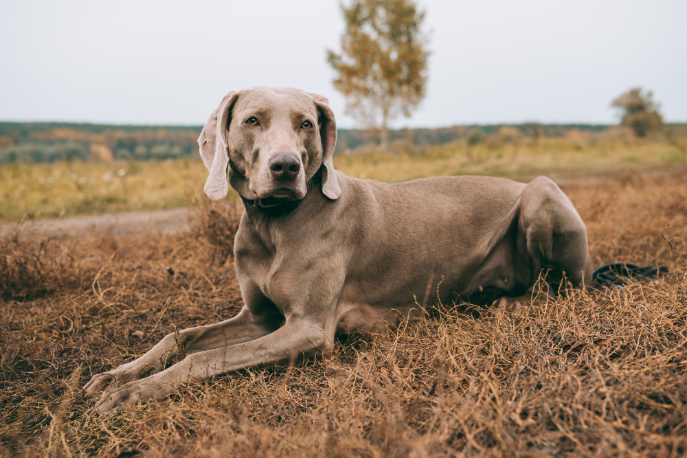 Top Hunting Dog Breeds – Expert Guide to Sporting Canines