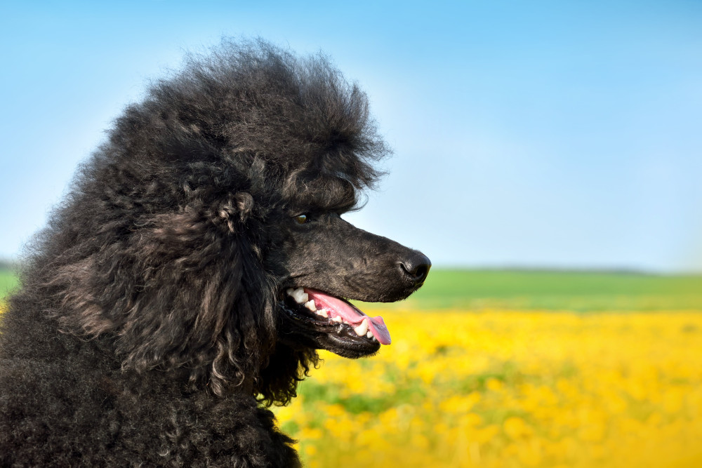 Explore the World of Black Dog Breeds: Characteristics, Care, and ...