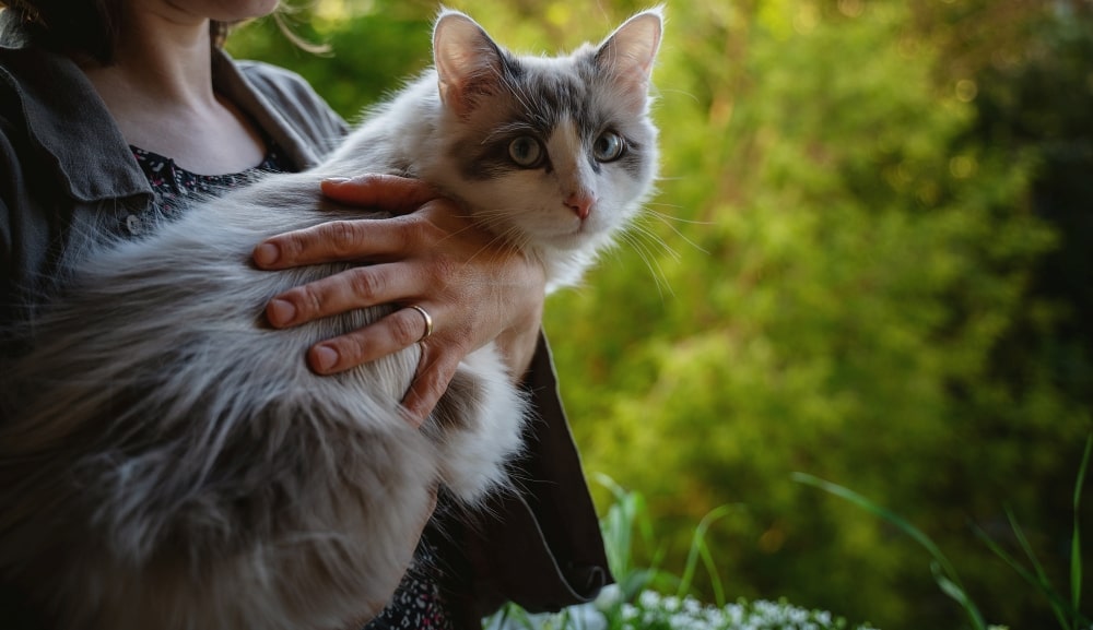 Do Female Cats Spray? Exploring Female Feline Marking Habits