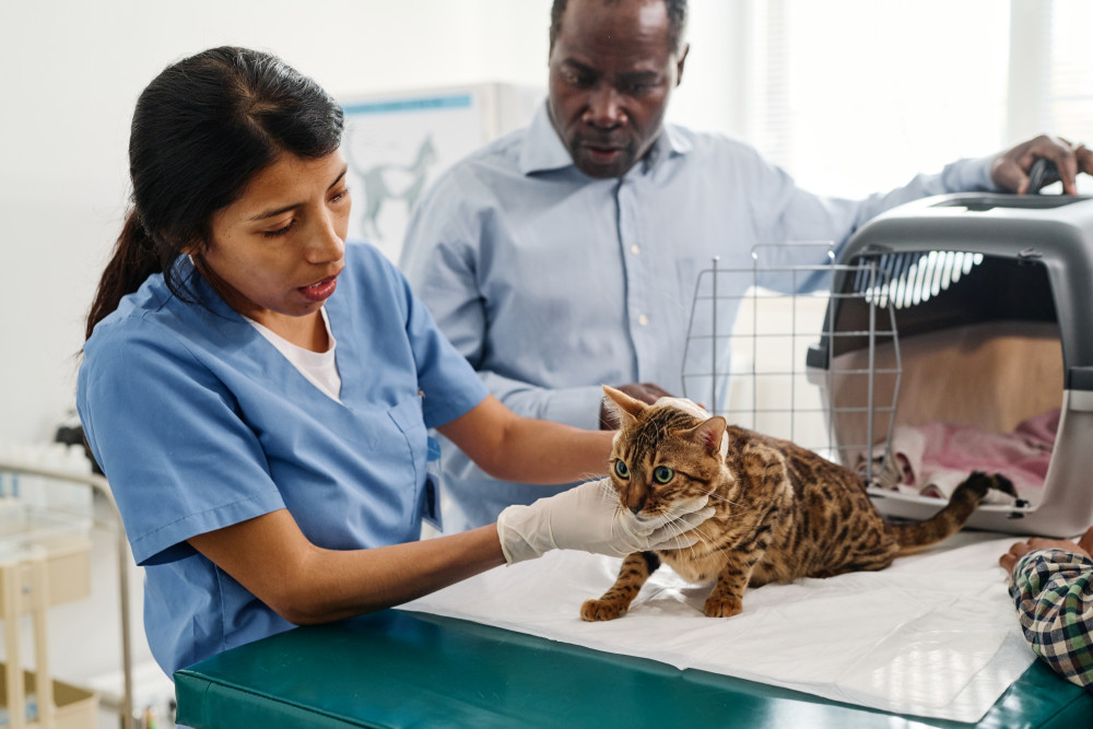 Spaying Your Cat: Benefits, Procedure, and Care | Comprehensive Guide