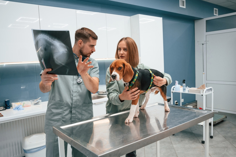 Understanding Hemangiosarcoma in Dogs - Symptoms, Treatments, and ...