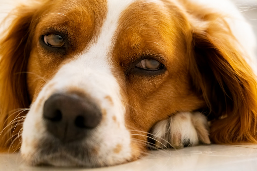 Understanding Inflammatory Bowel Disease in Dogs: Comprehensive Guide