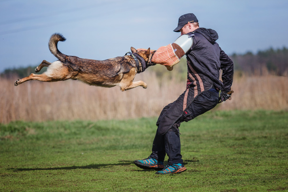 Everything You Wanted to Know About Police Dogs