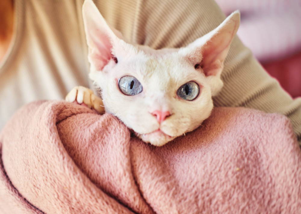 Mast Cell Tumors in Cats: Symptoms, Diagnosis, and Treatments
